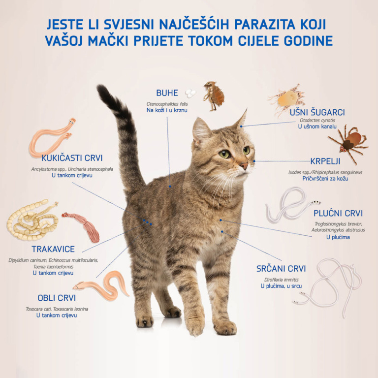 Učestalost pojave parazita kod mačaka - Veterinarska stanica Osijek